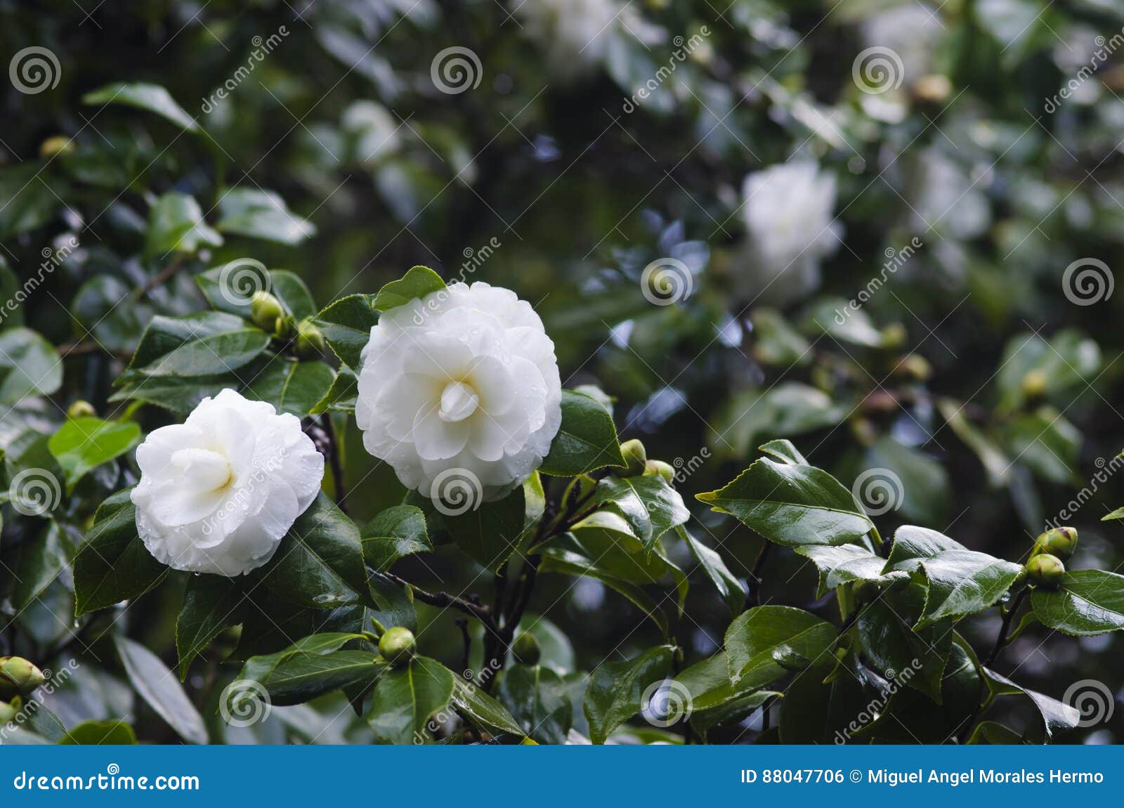 Camelie bianche fotografia stock. Immagine di albero - 88047706