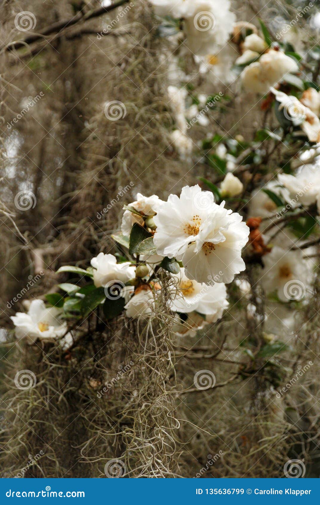 Camelie Bianche Coperte Con Barba Dei Frati Immagine Stock - Immagine ...