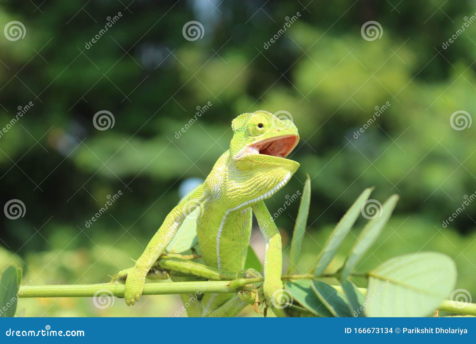 Camelion Stock Photos - Download 14 Royalty Free Photos