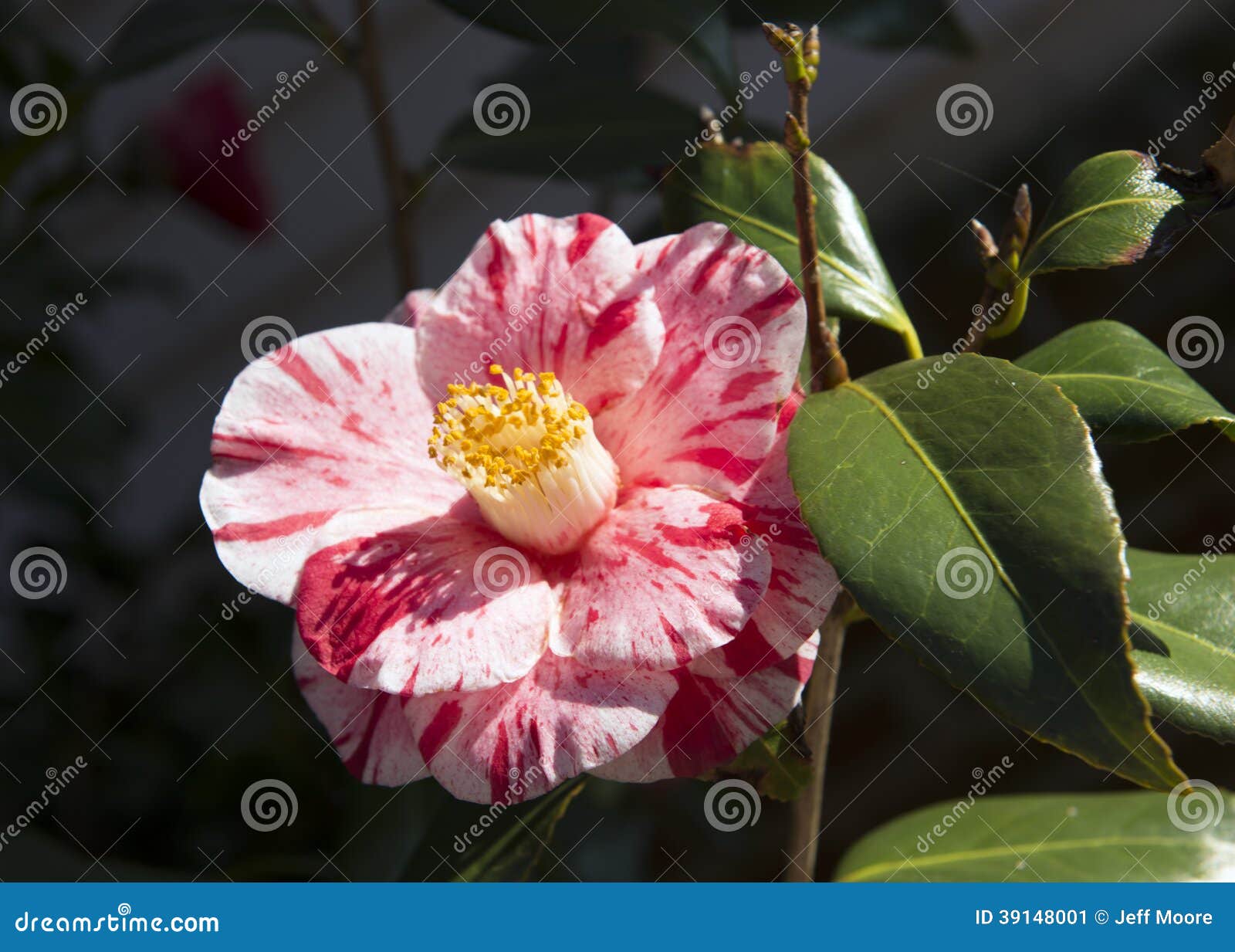 Camellia Bloom stock image. Image of sunset, spring, green - 39148001