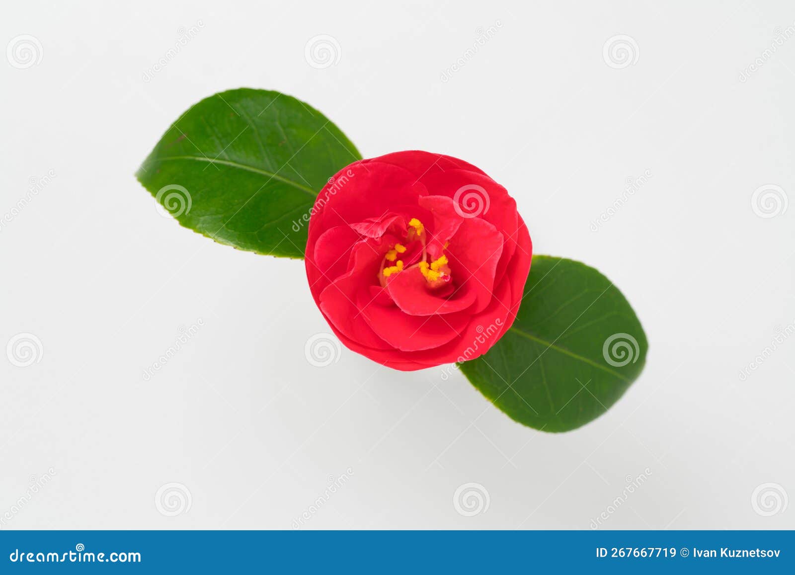 Camellia Branch with Flower Isolated on White Background Stock Image ...