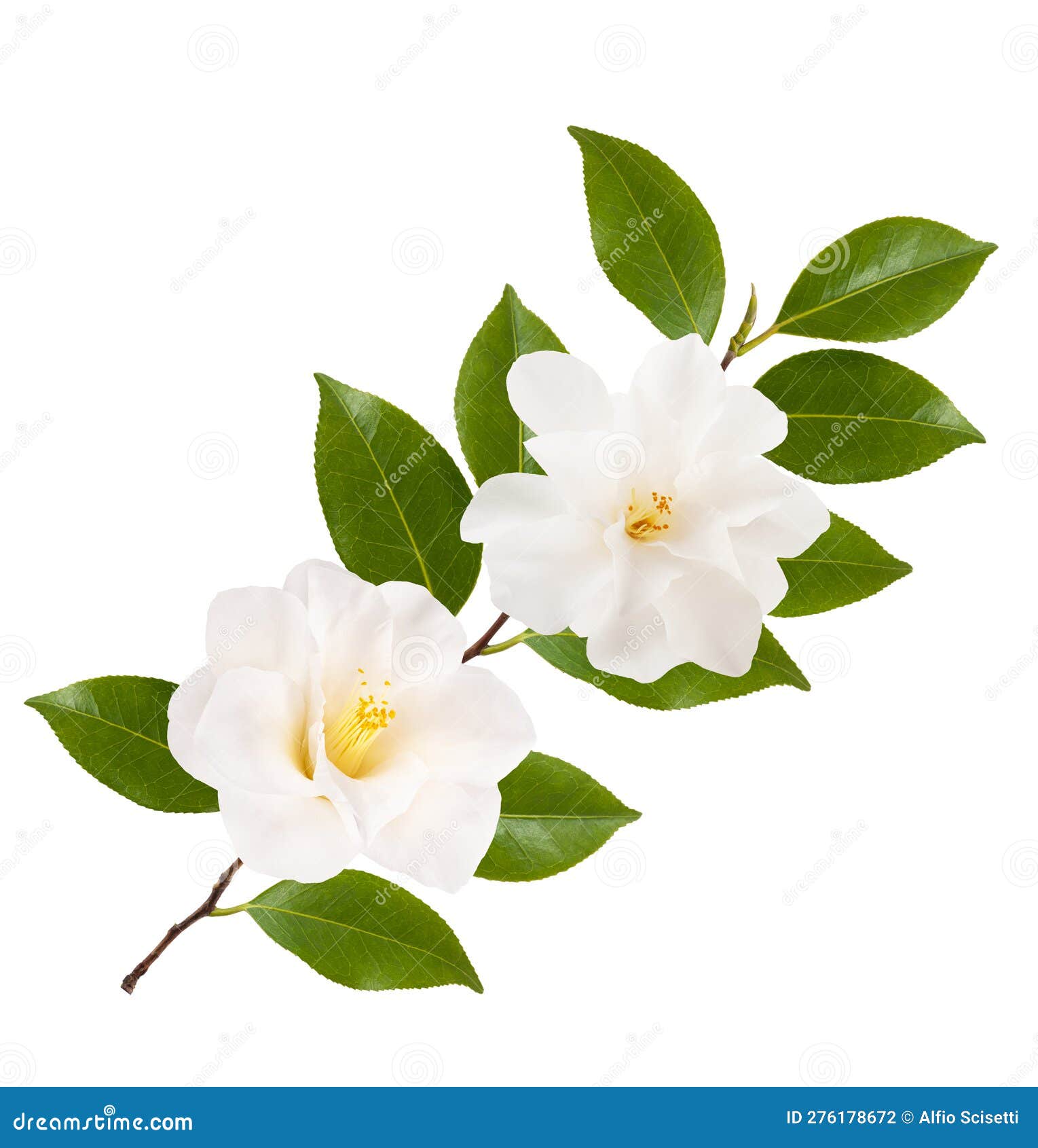 Camellia Branch with Flowers Stock Photo - Image of japonica, spring ...