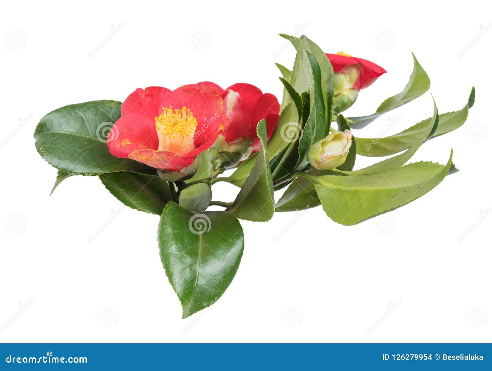Camellia Branch Stock Photos - Download 1,277 Royalty Free Photos