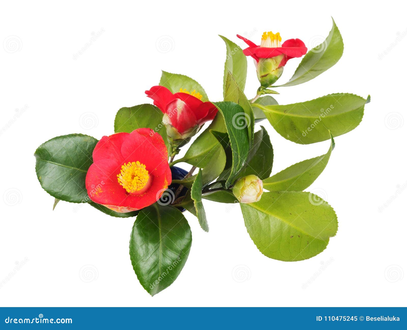 Camellia Branch on a White Background Stock Image - Image of white ...