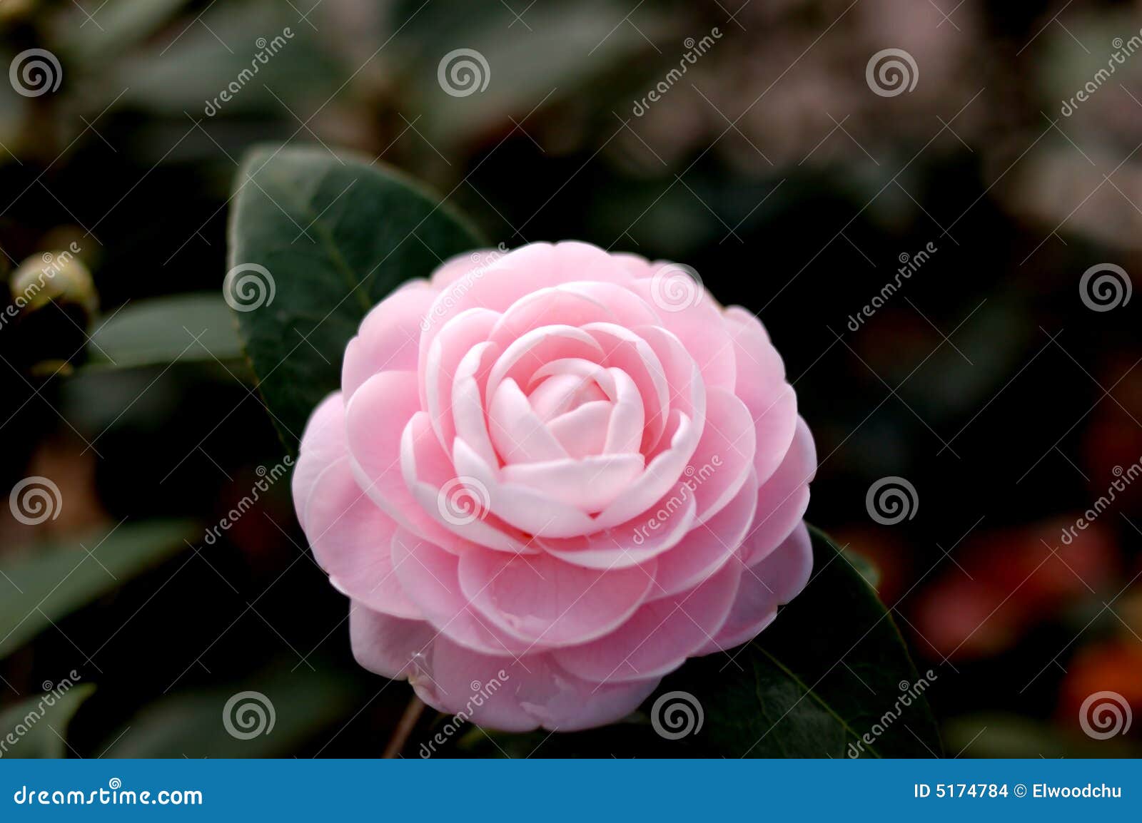 Camellia (in the center) stock photo. Image of flower - 5174784