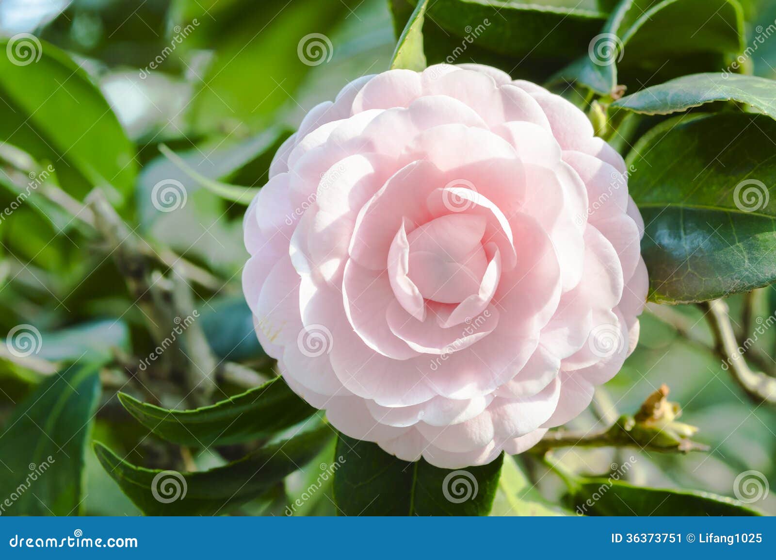 Camellia (in the center) stock image. Image of blooming - 36373751
