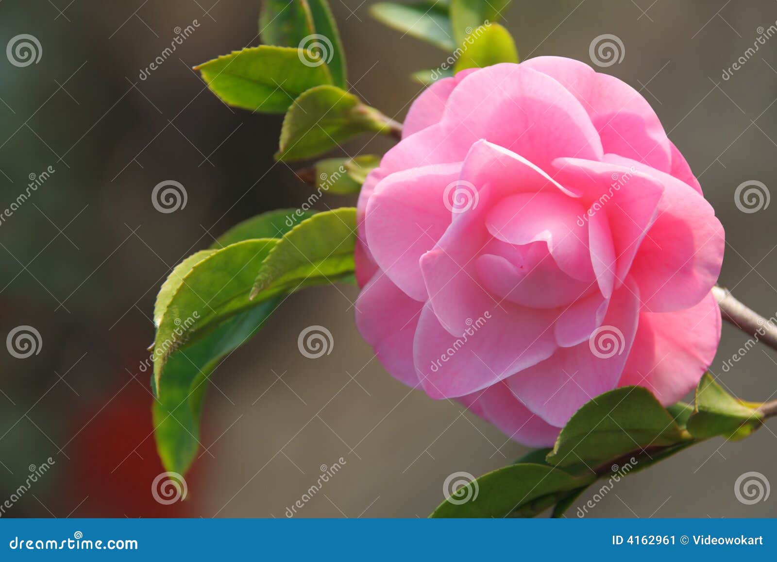 Camellia Flower - Japanese Rose Stock Image - Image of perfume, growth ...