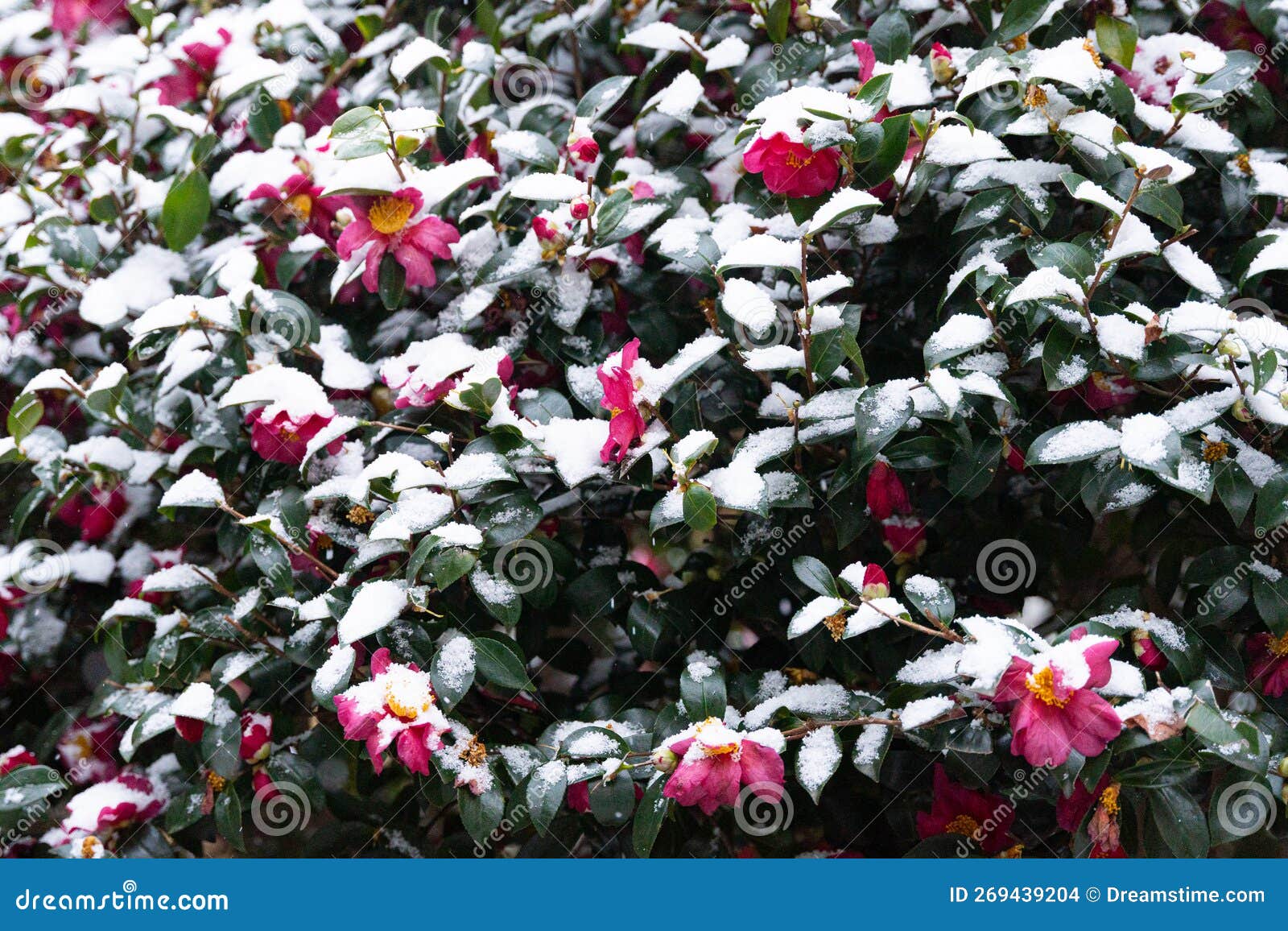 Camellia Flowers Covered in Snow Stock Photo - Image of wildflower ...