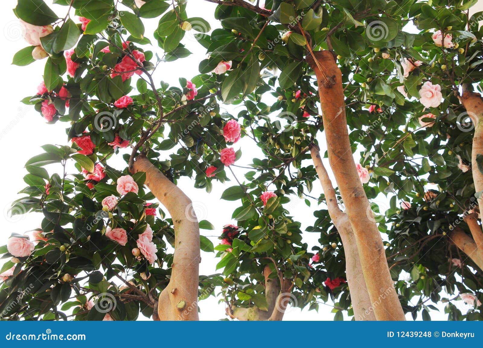 Camellia flowers on tree stock photo. Image of upward - 12439248