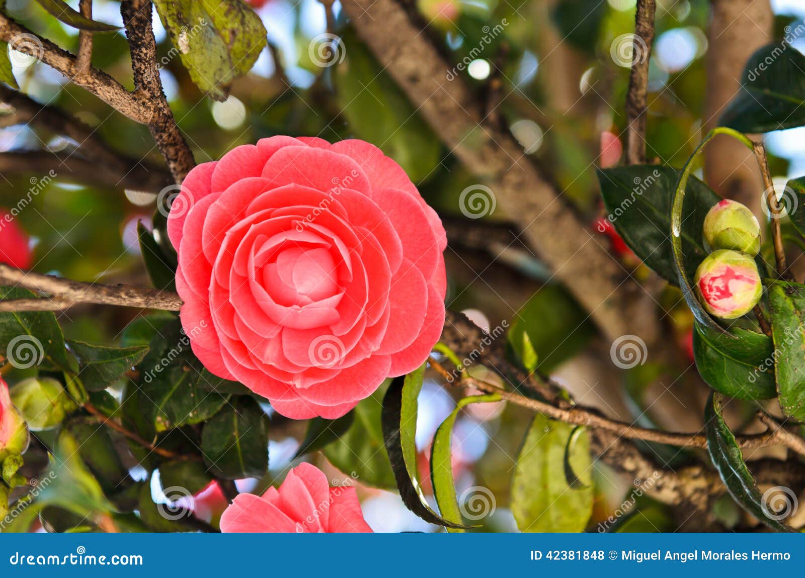 Camellia stock photo. Image of horticulture, blossom - 42381848