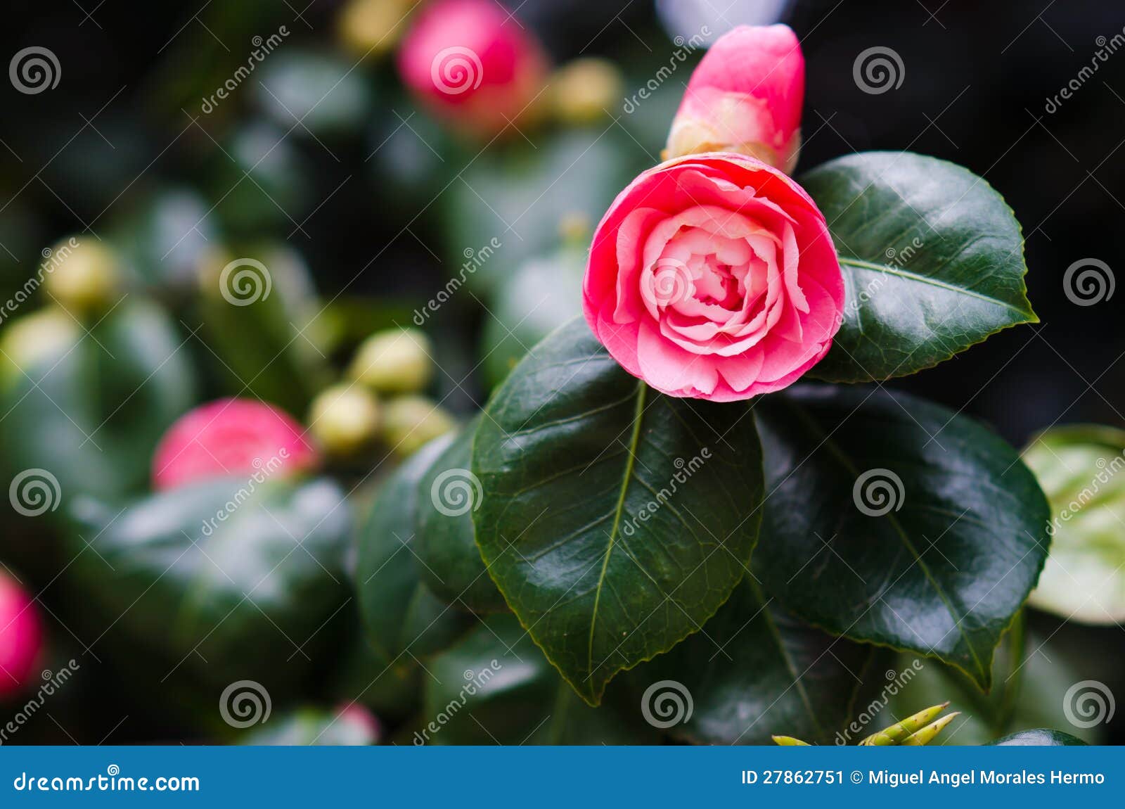 Camellia in the tree stock image. Image of naturalbeauty - 27862751