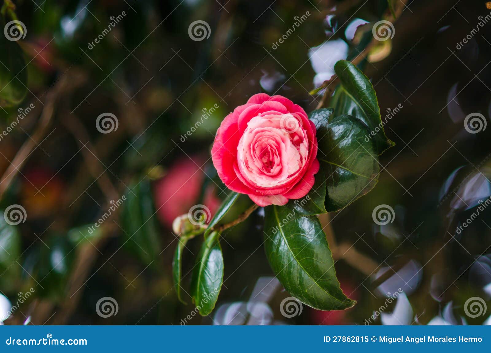 Camellia in the tree stock image. Image of shrubs, japonica - 27862815