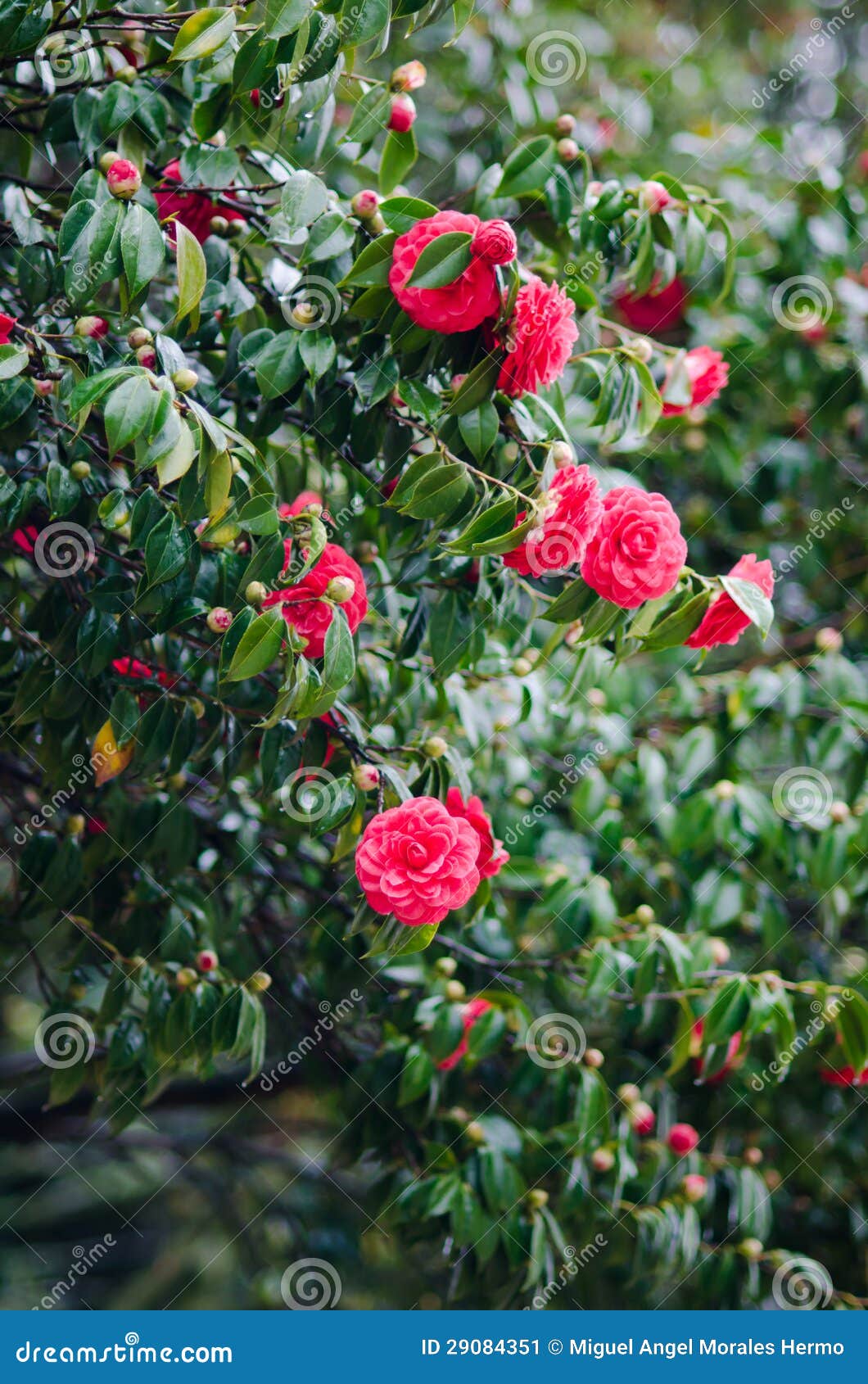 Camellia tree stock image. Image of camellia, landscaping - 29084351