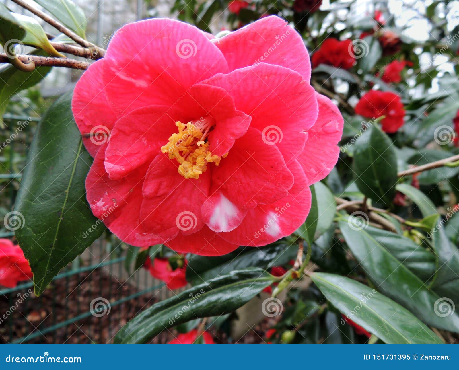Camellia Tree with Red Flowers. Spring Stock Image - Image of flower ...