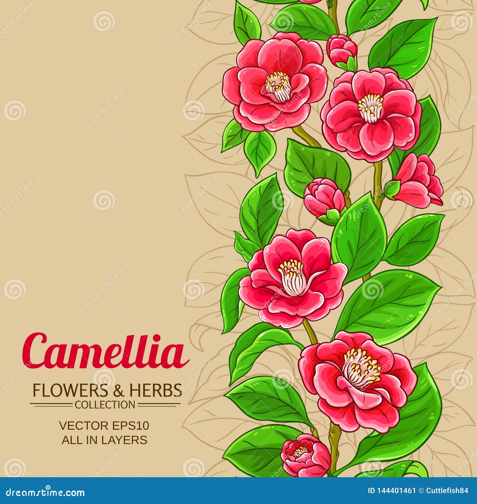 Camellia vector background stock vector. Illustration of botanical ...