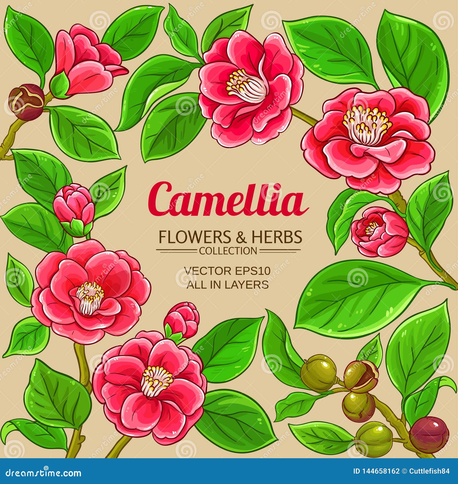 Camellia Vector Frame | CartoonDealer.com #144469314