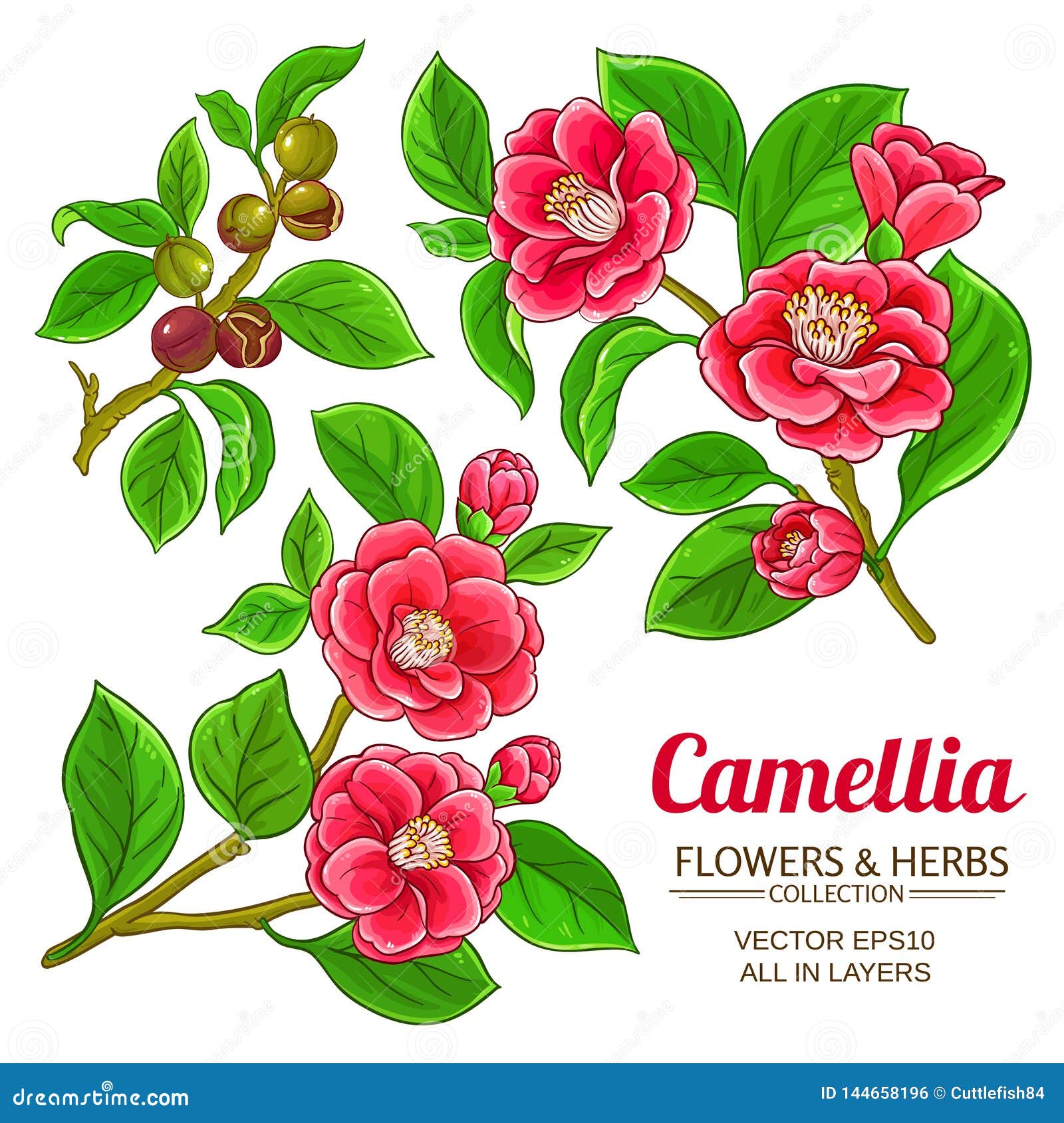 Camellia vector set stock vector. Illustration of blossom - 144658196