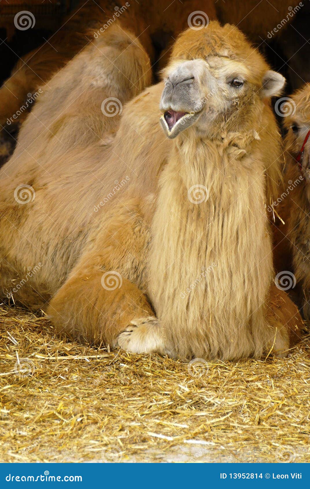 Camello foto de archivo. Imagen de rumiante, camello - 13952814