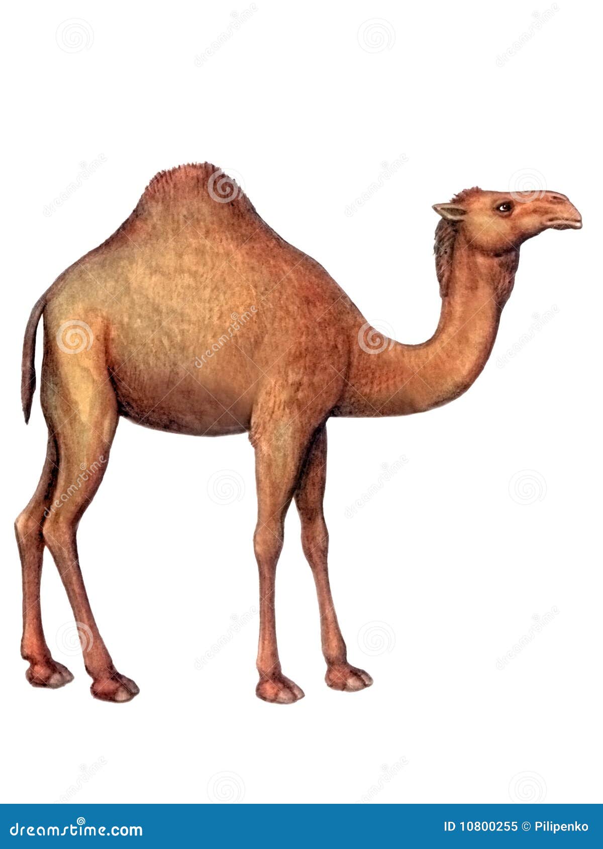 Camello animal imagen de archivo. Imagen de camello, silueta - 10800255