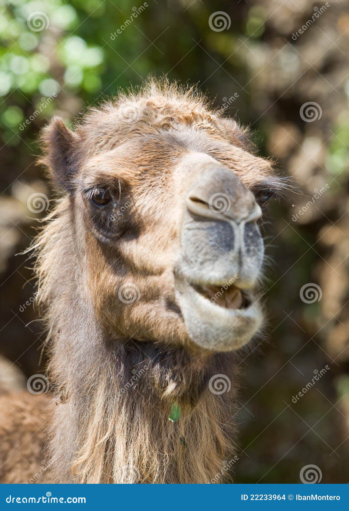 Camello animal foto de archivo. Imagen de tradicional - 22233964