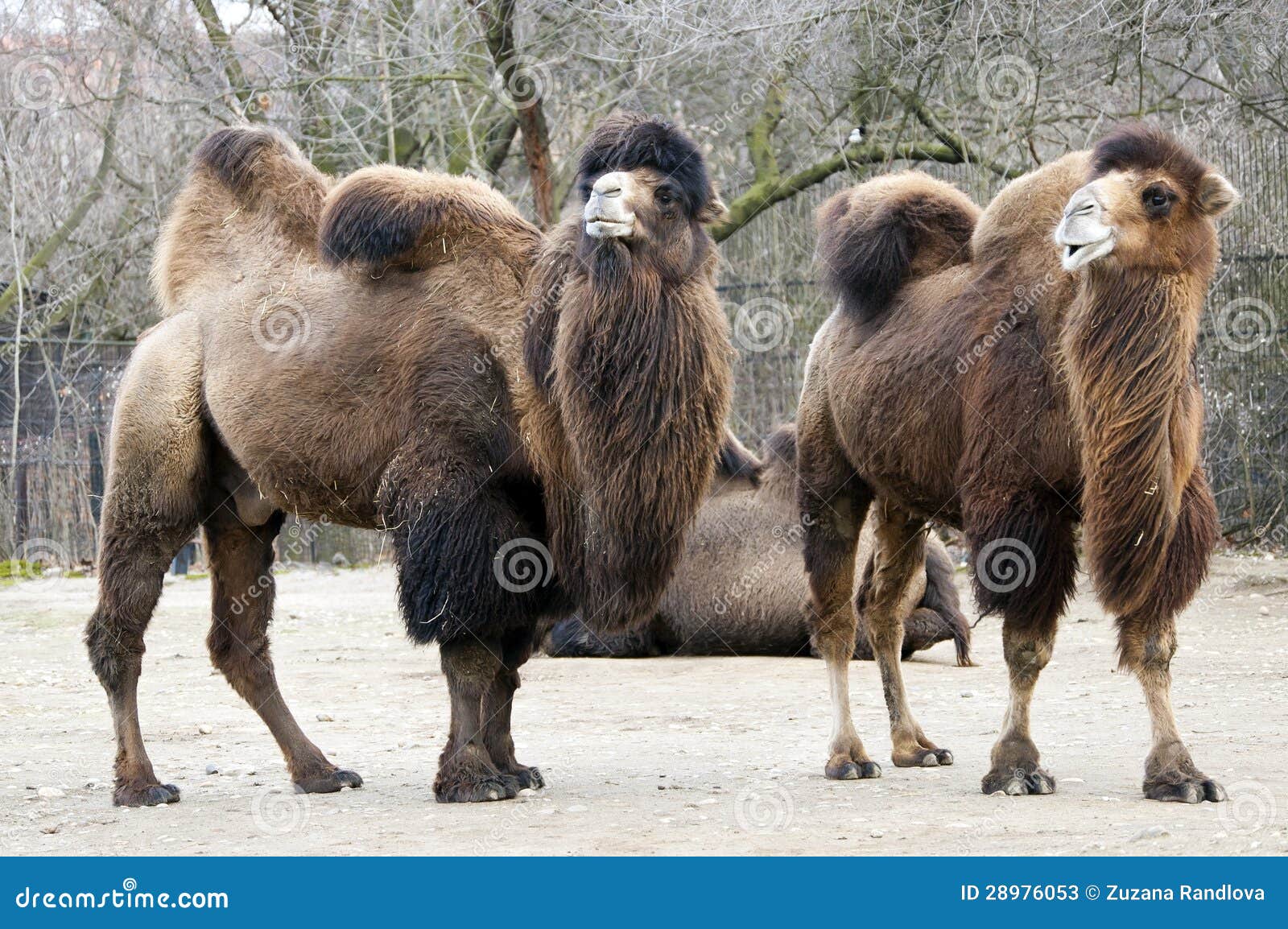 Camello bactriano imagen de archivo. Imagen de soporte - 28976053