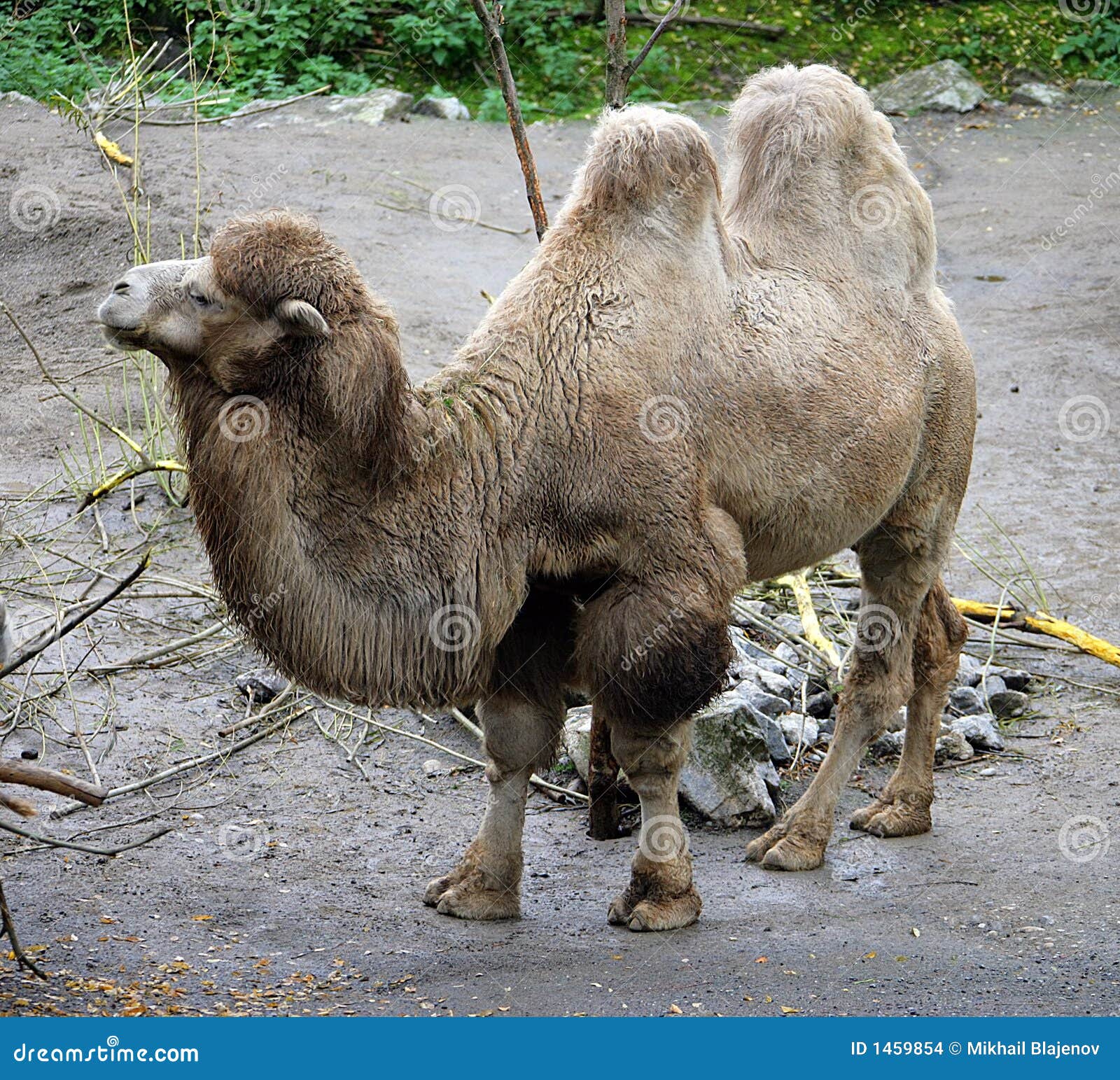 Camello bactriano 4 foto de archivo. Imagen de familia - 1459854