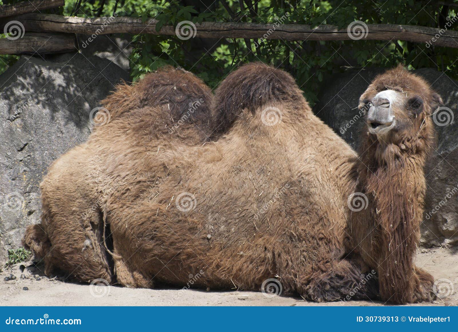 Camello Bactriano (bactrianus Del Camelus) Imagen de archivo - Imagen ...