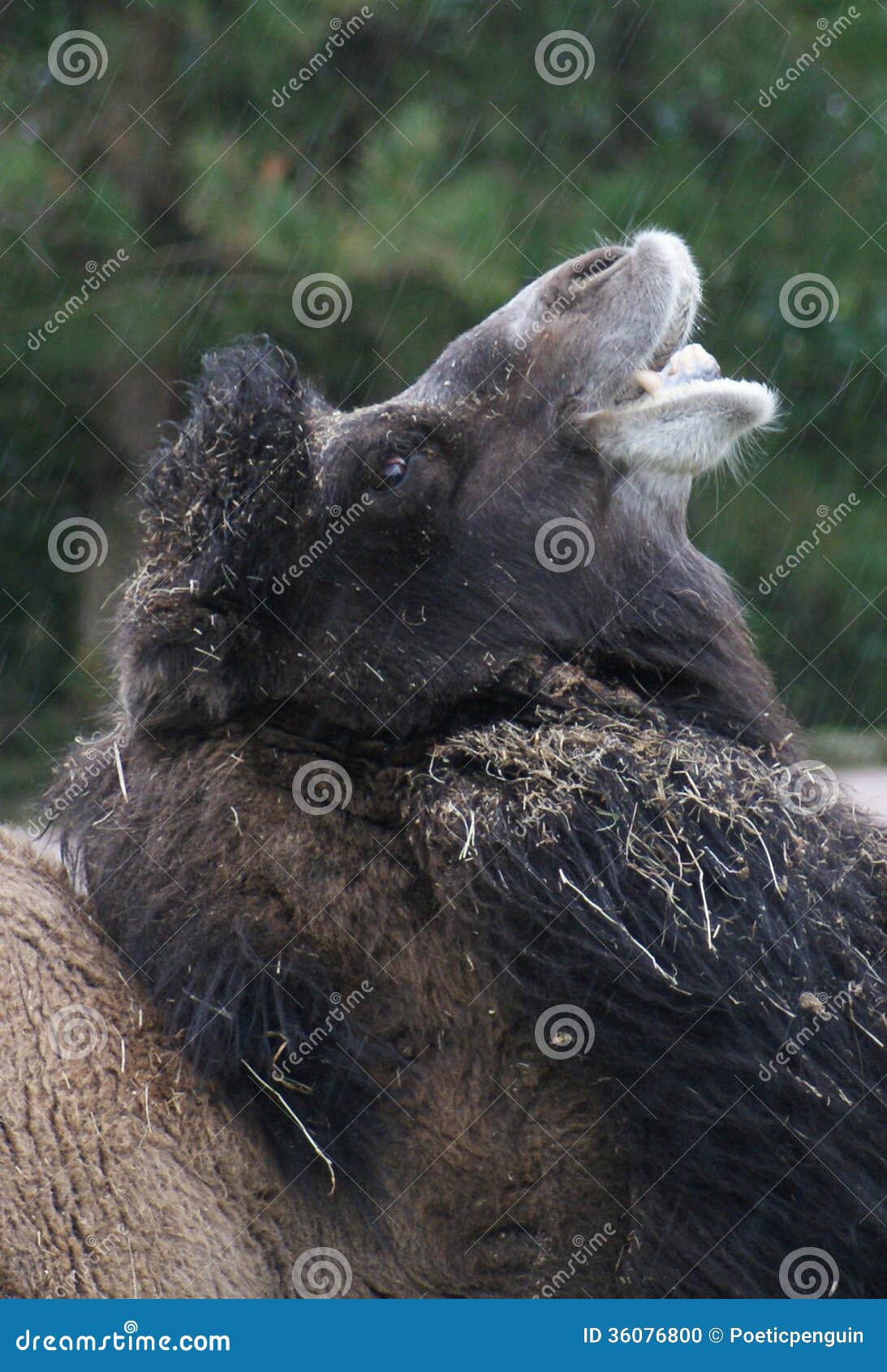 Camello Bactriano - Bactrianus Del Camelus Foto de archivo - Imagen de ...