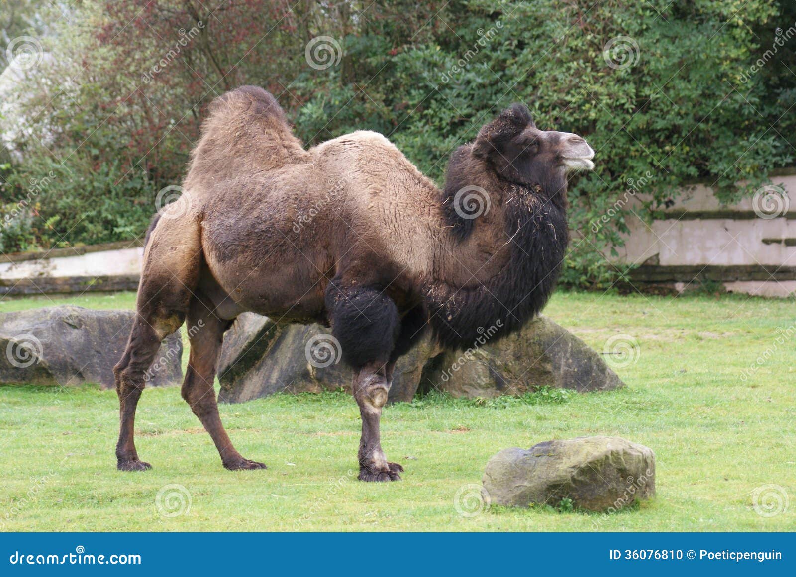 Camello Bactriano - Bactrianus Del Camelus Foto de archivo - Imagen de ...