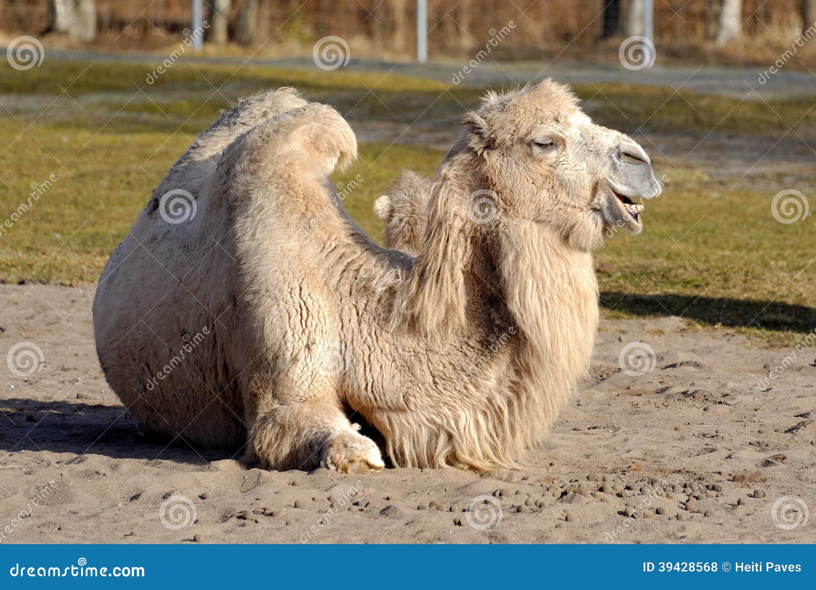 Camello Bactriano, Camelus Bactriano Foto de archivo - Imagen de animal ...
