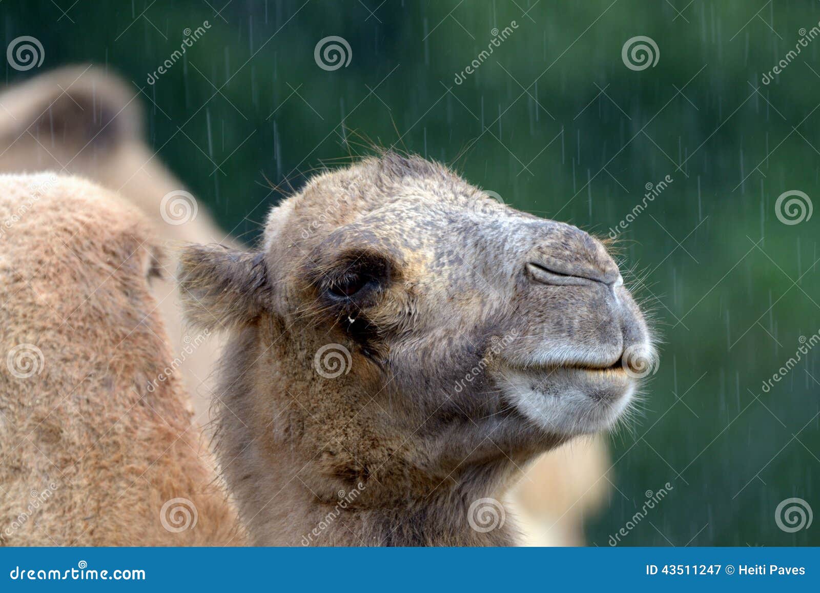 Camello Bactriano (Camelus Bactriano) Imagen de archivo - Imagen de ...