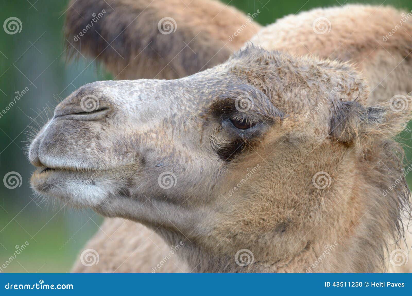 Camello Bactriano (Camelus Bactriano) Foto de archivo - Imagen de ...
