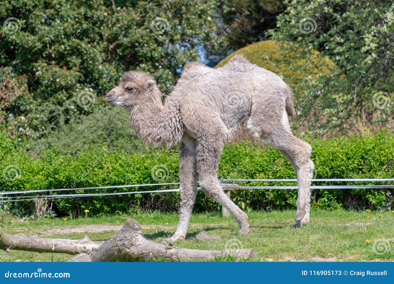 Camello bactriano del bebé imagen de archivo. Imagen de doméstico ...