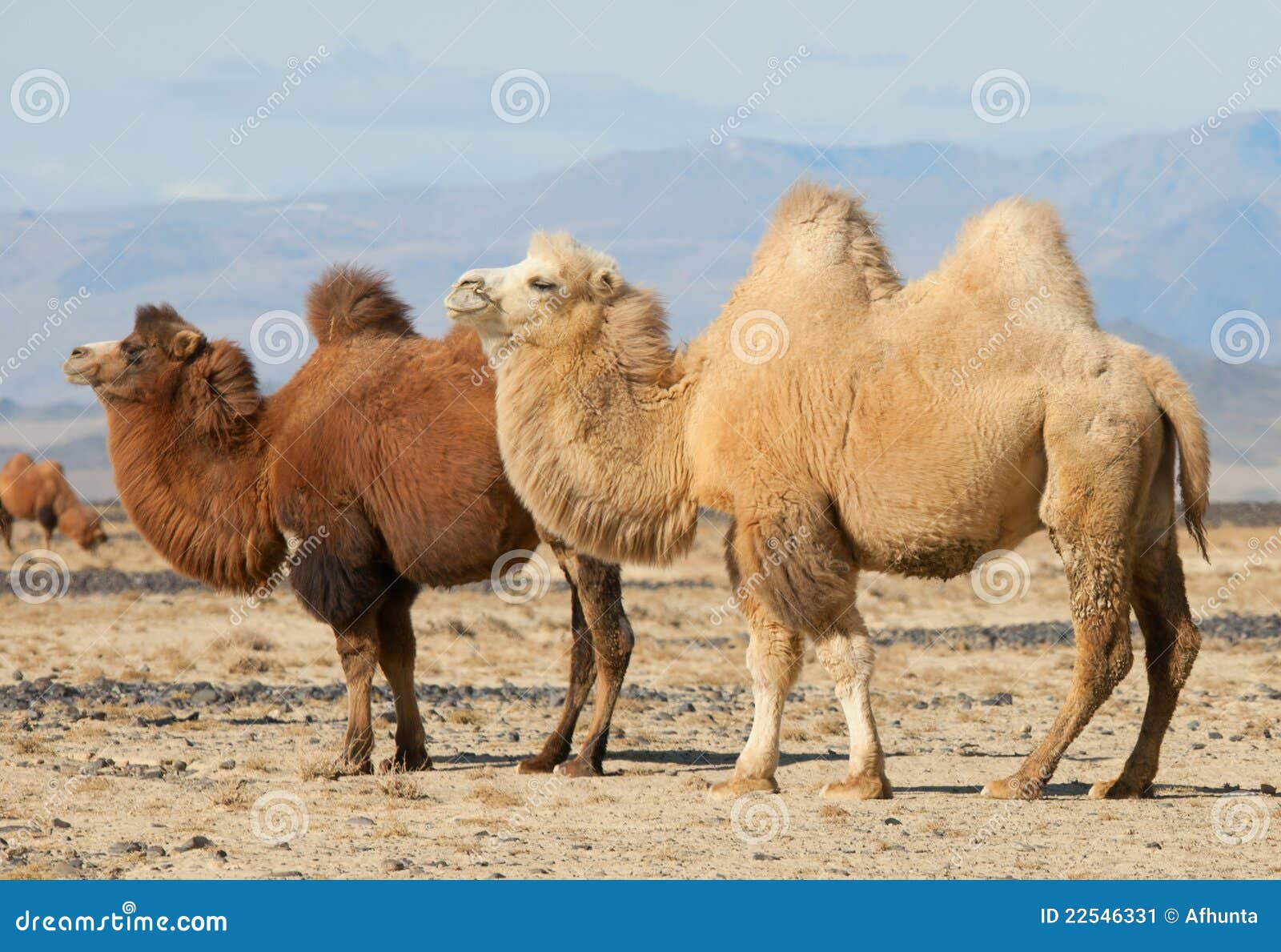 Camello Bactriano En Las Estepas De Mongolia Imagen de archivo - Imagen ...