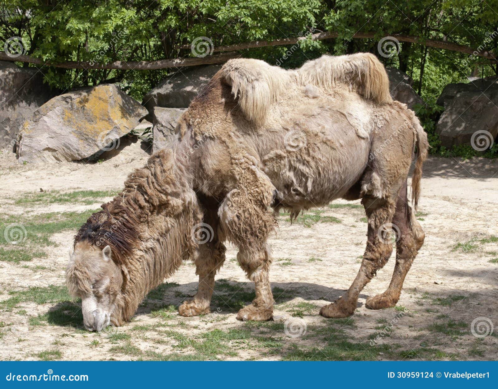 Camello bactriano lanudo foto de archivo. Imagen de transporte - 30959124
