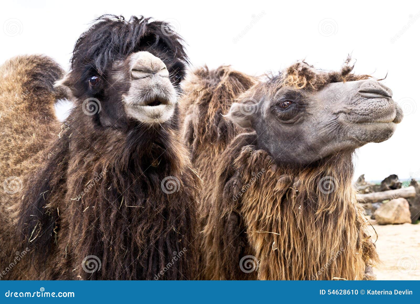 Camello bactriano nacional foto de archivo. Imagen de diurno - 54628610