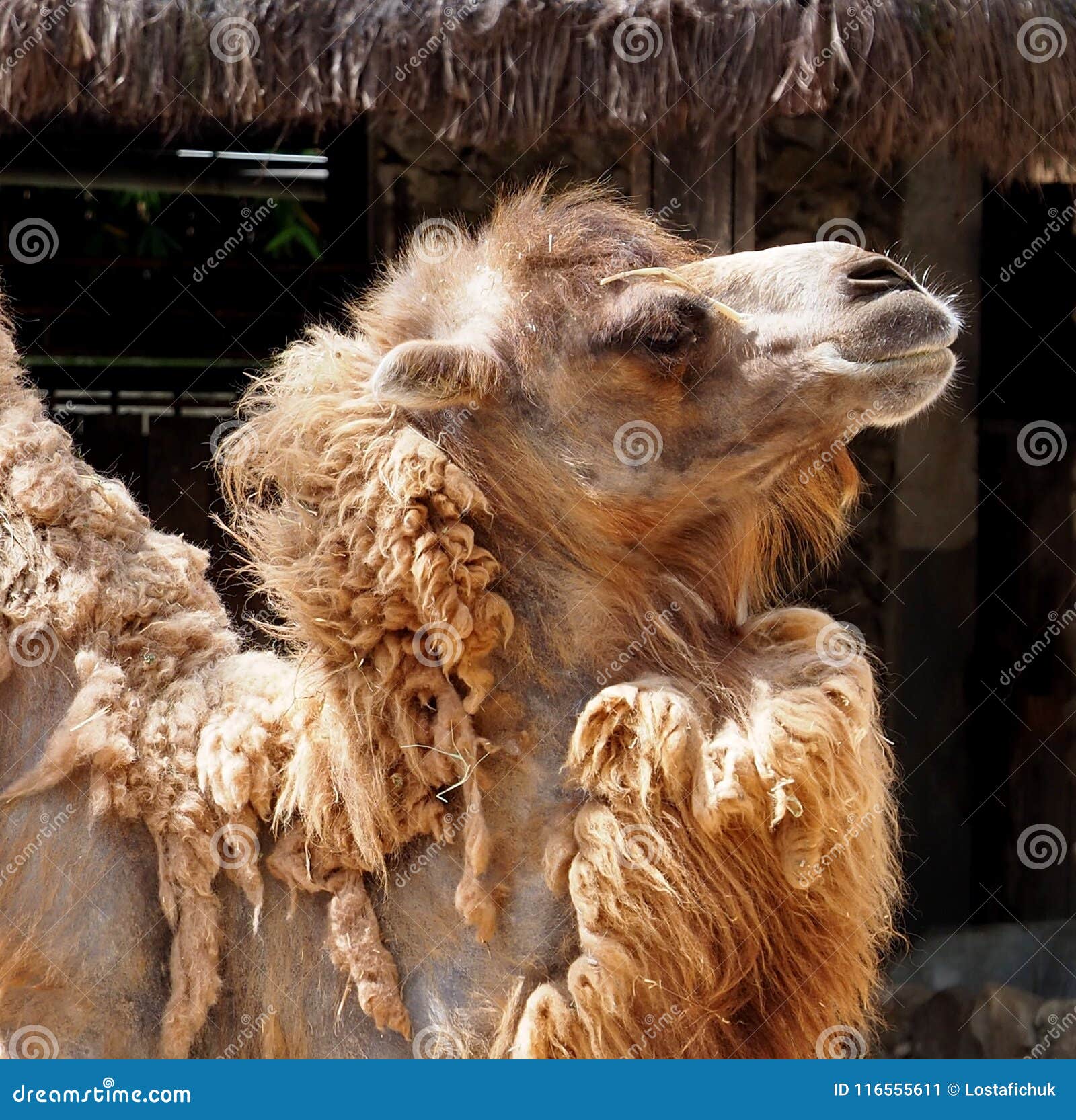 Camello Bactriano O Bactrianus Del Camelus Imagen de archivo - Imagen ...