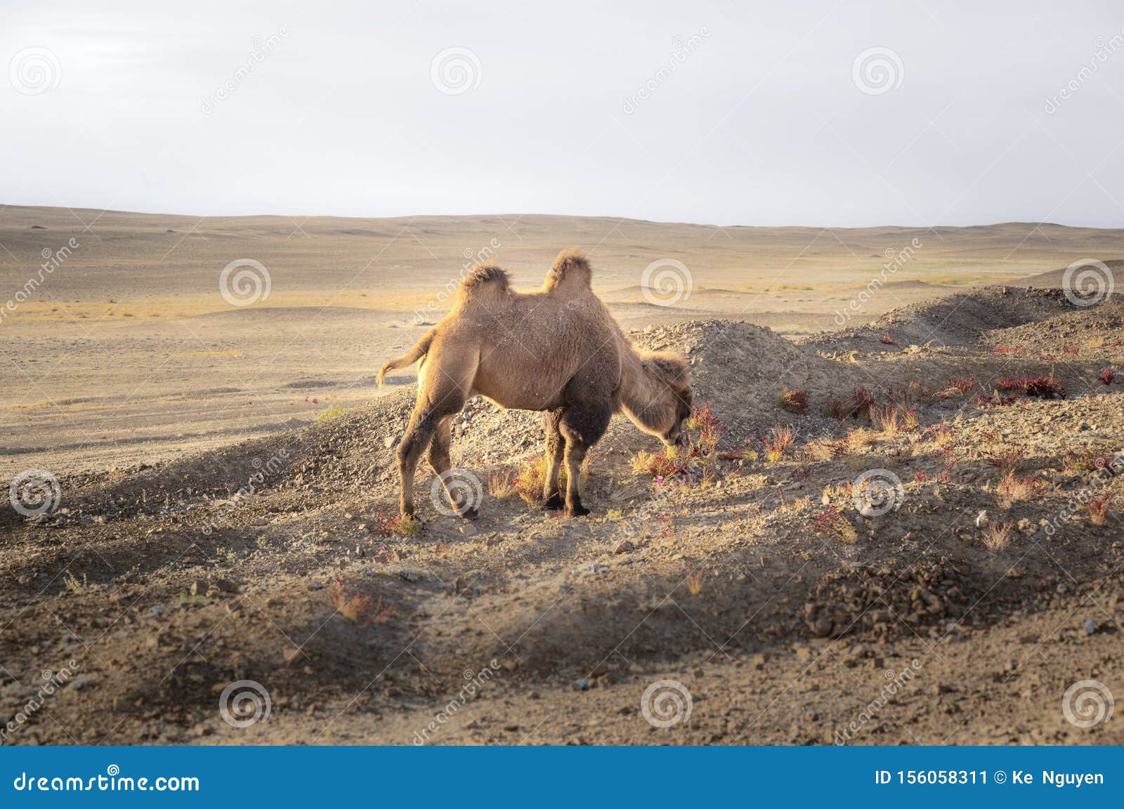 Camello Bactriano O Bactrianus Del Camelus Imagen de archivo - Imagen ...