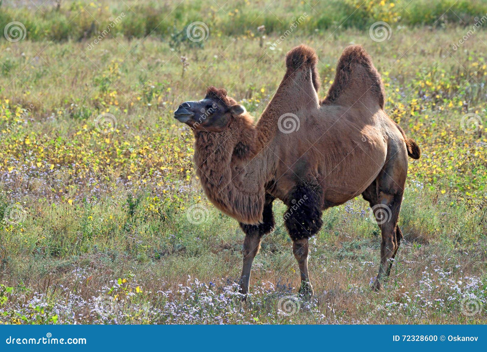 Camello Bactriano O Bactrianus Del Camelus Foto de archivo - Imagen de ...