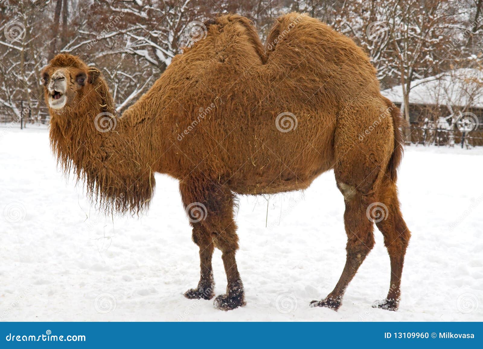 Camello - Bactrianus Del Camelus Foto de archivo - Imagen de salvaje ...