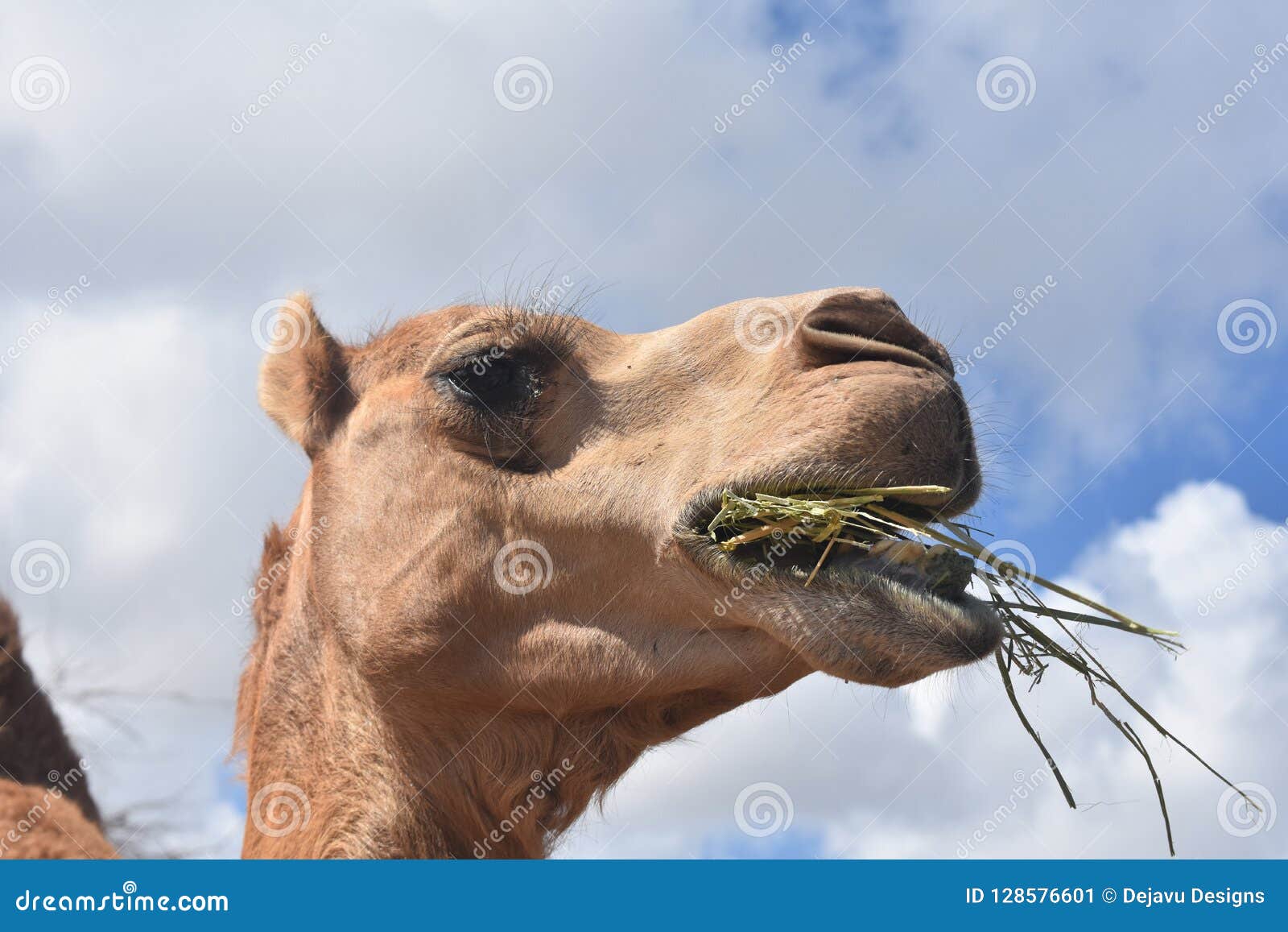 Camello Con La Boca Llena De Comida Imagen de archivo - Imagen de ...