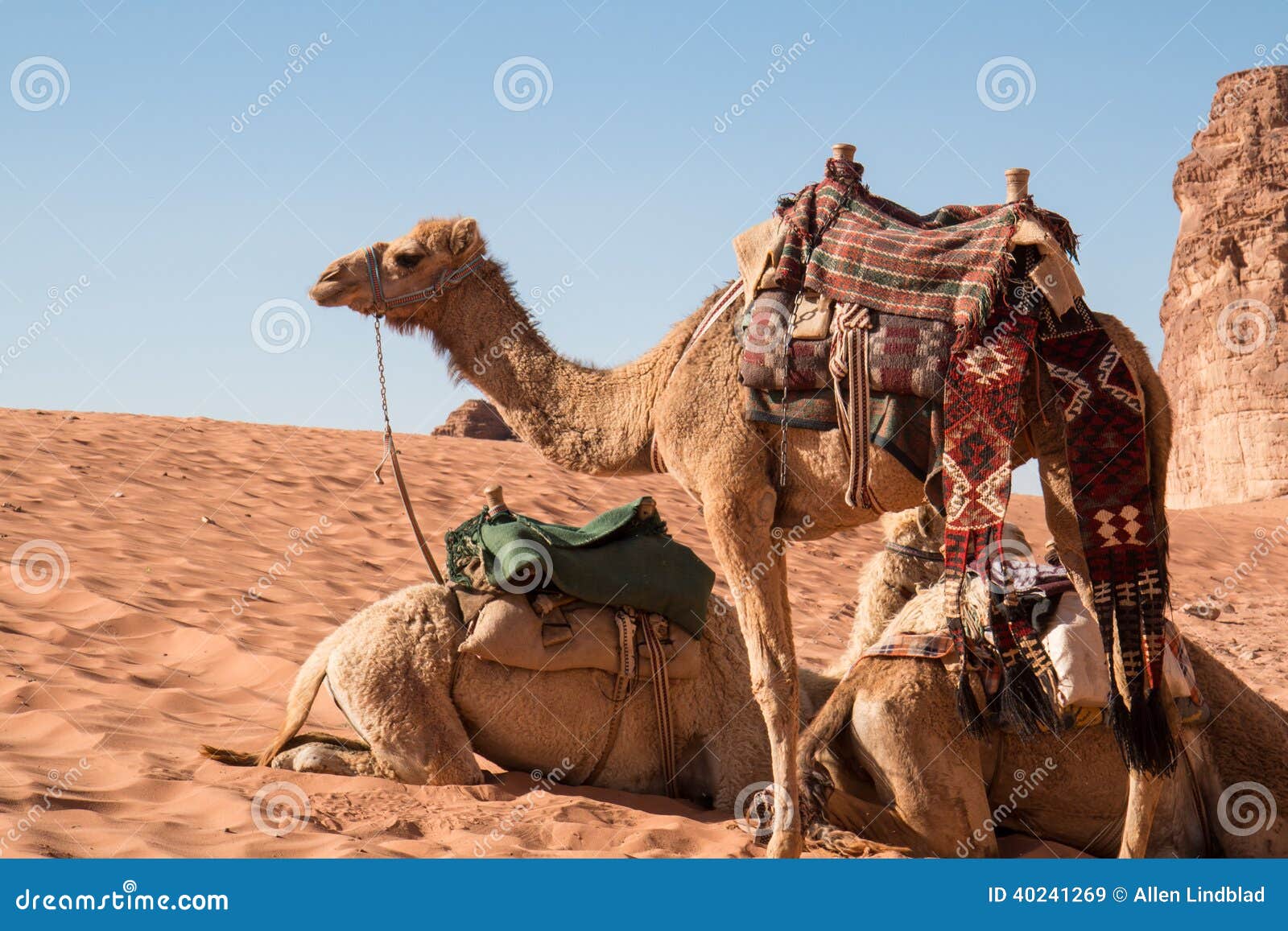 Camello Con La Silla De Montar Colorida Imagen de archivo - Imagen de ...