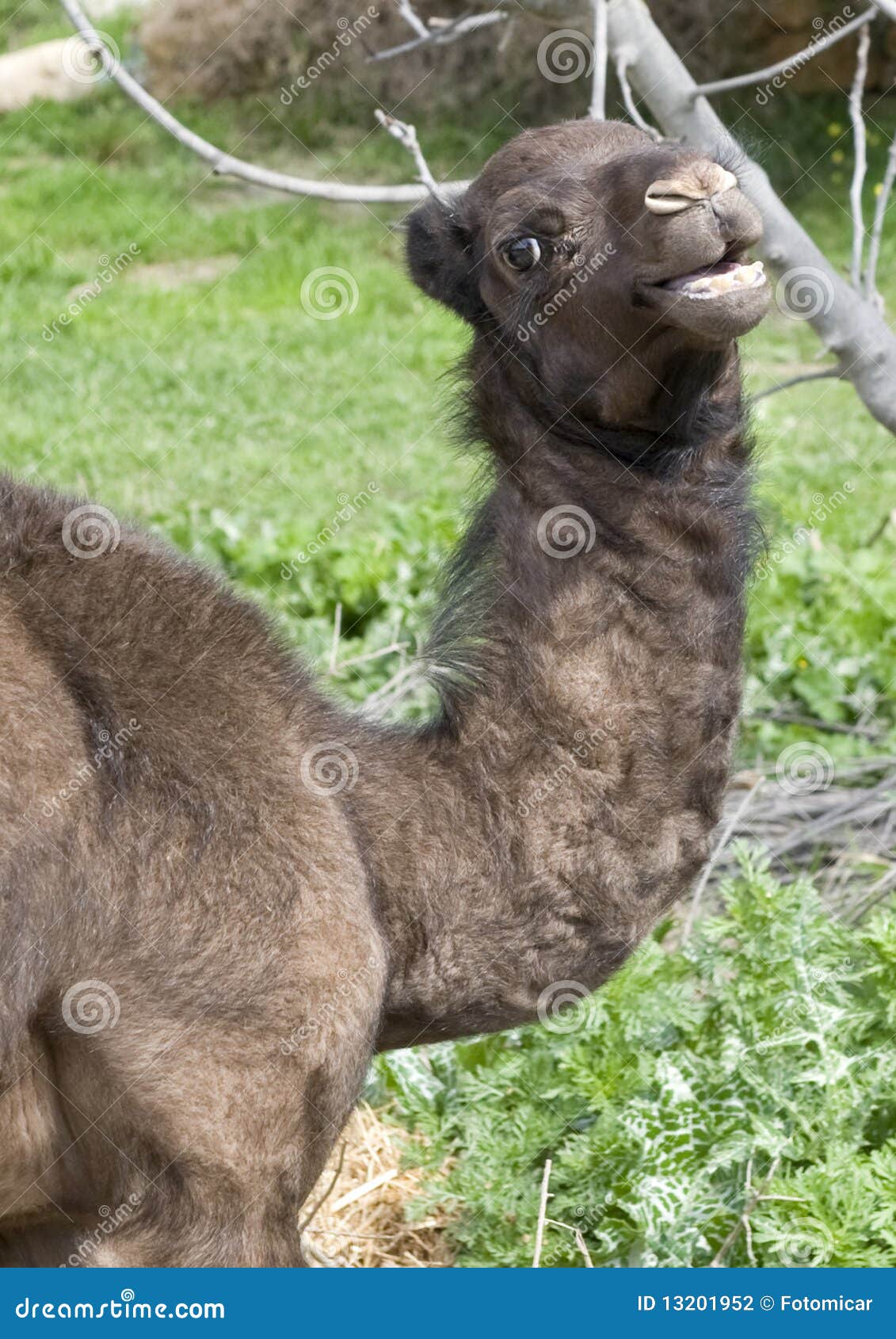 Camello del bebé foto de archivo. Imagen de chepa, salvaje - 13201952