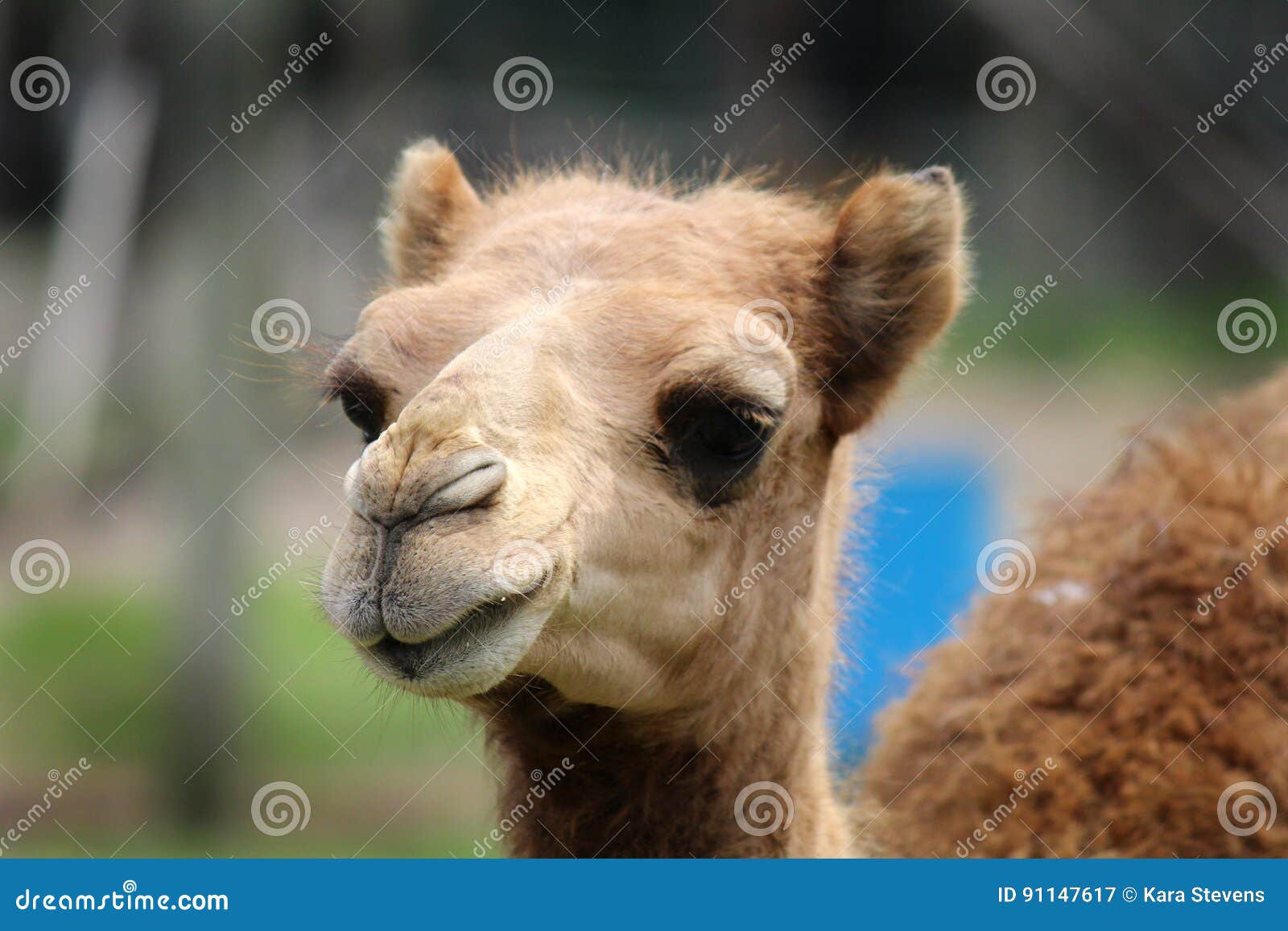 Camello del bebé imagen de archivo. Imagen de oscuro - 91147617