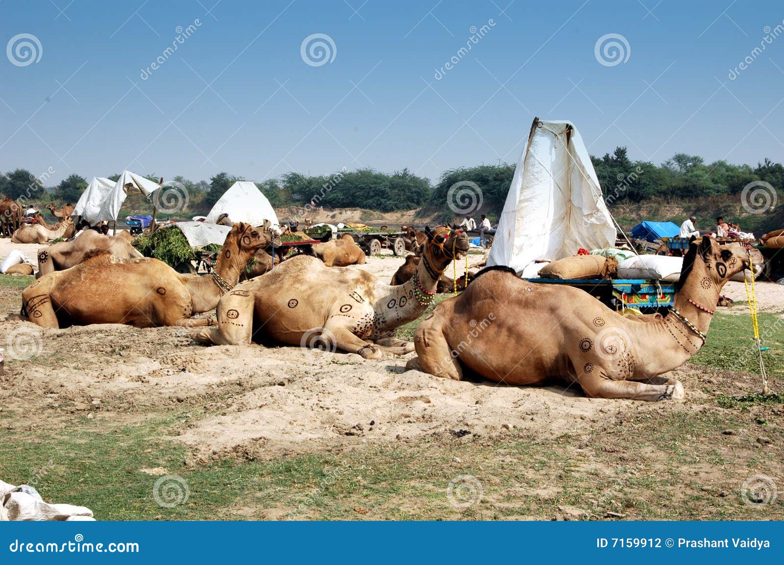 Camello Justo En Vautha, Gujarat, La India Fotografía editorial ...