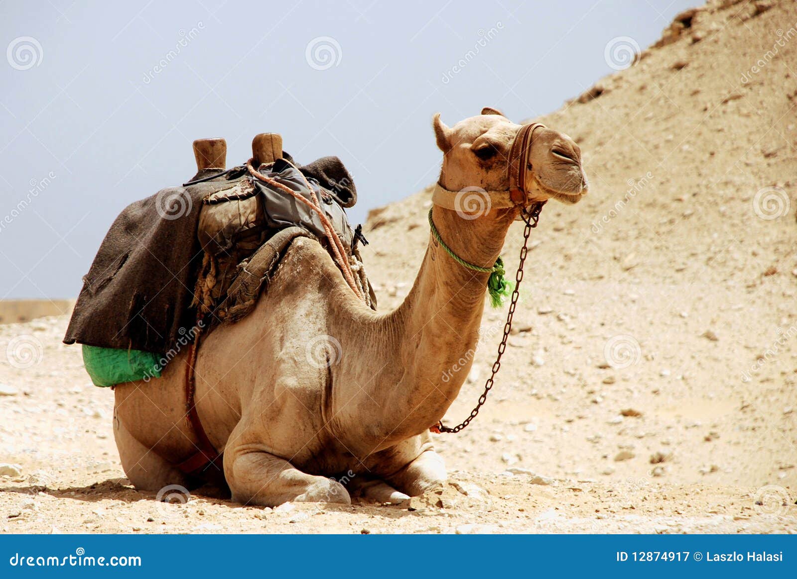 Camello Que Se Sienta En Egipto Imagen de archivo - Imagen de desierto ...