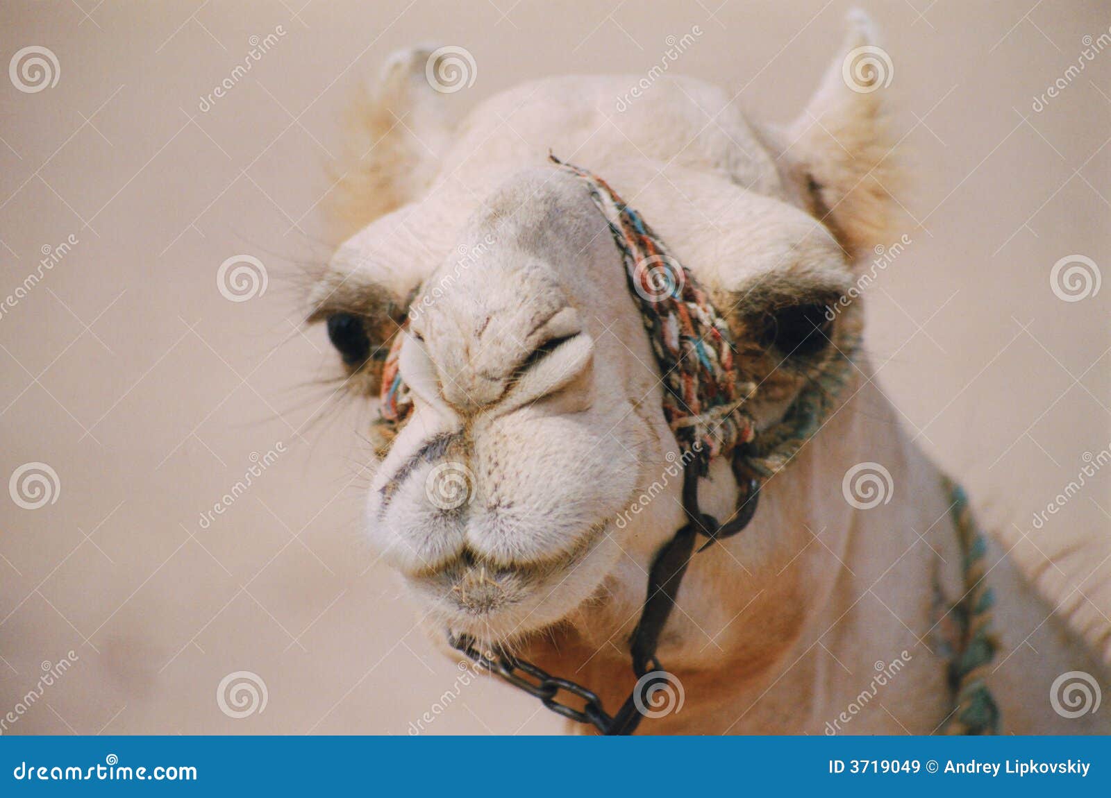 Camello sonriente imagen de archivo. Imagen de encadenamiento - 3719049