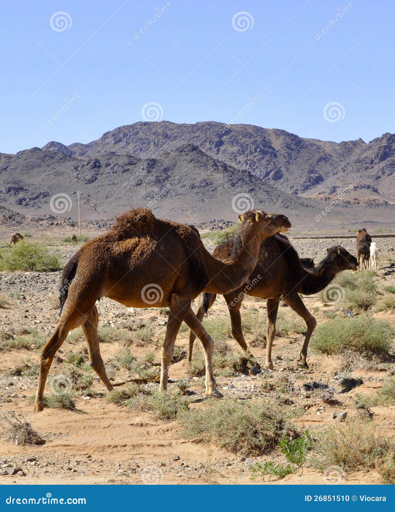 Camellos foto de archivo. Imagen de bereber, animales - 26851510