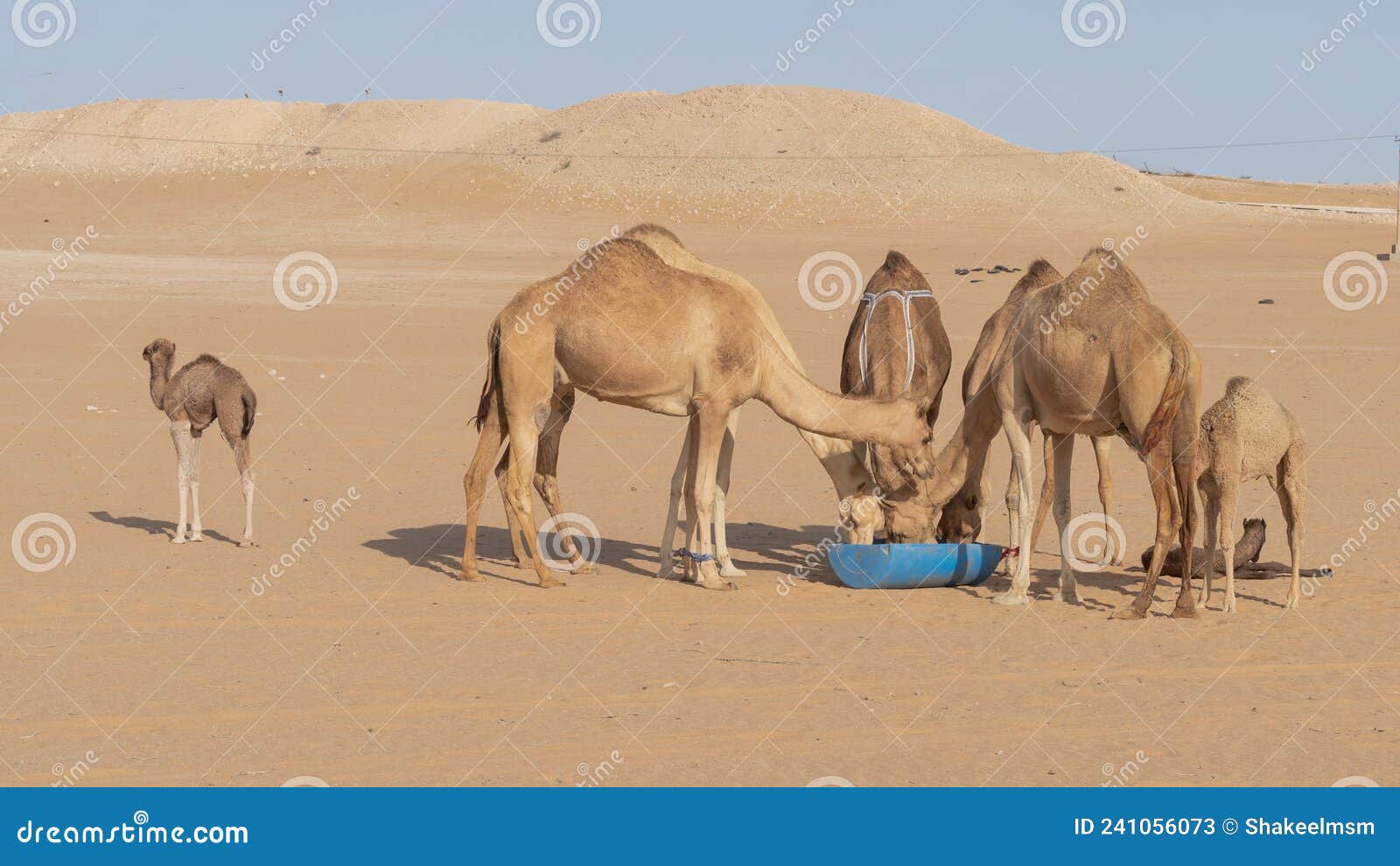 Camellos Comiendo Comida En Una Granja En Qatar Imagen de archivo ...