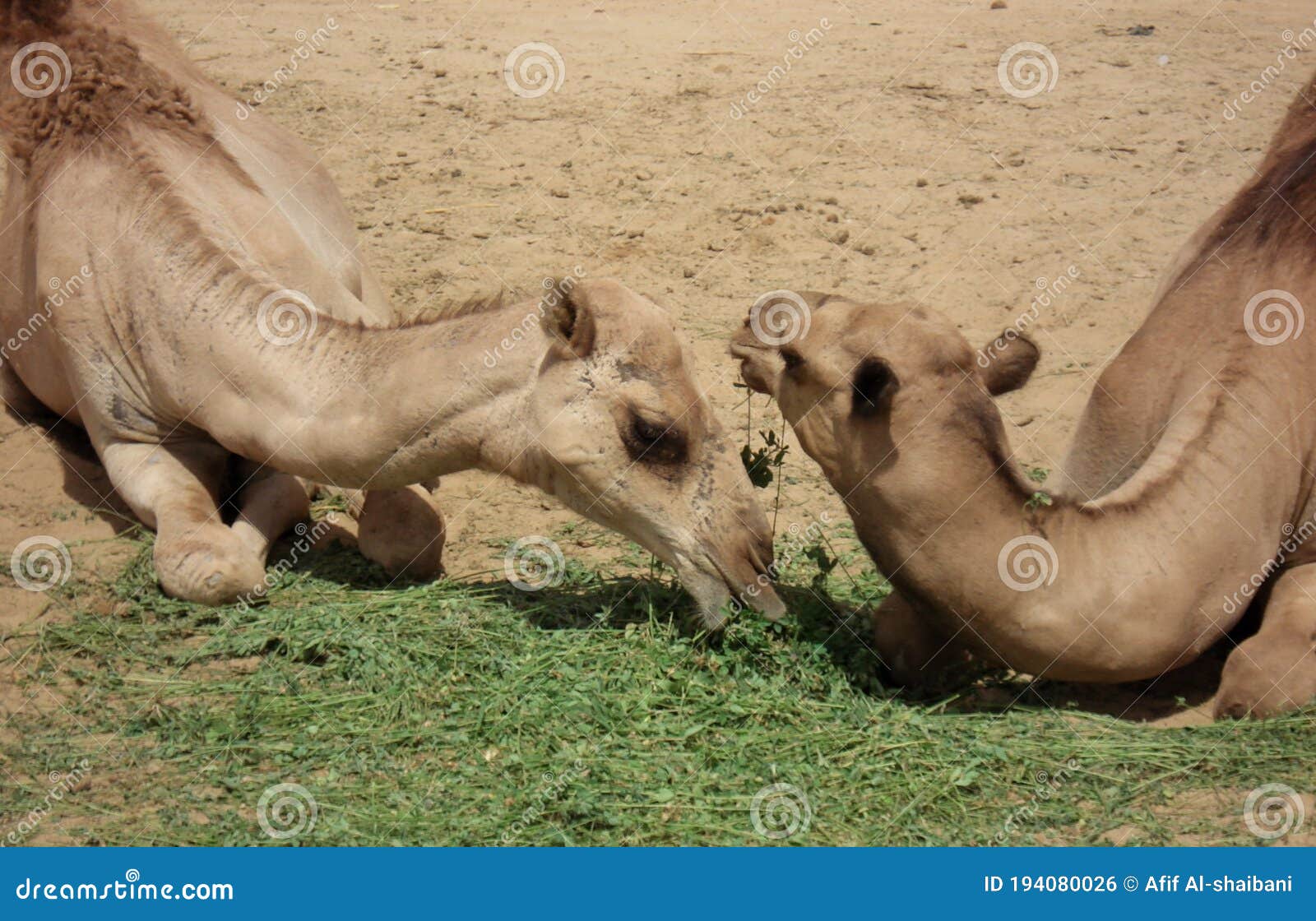 Camellos comiendo pasto foto de archivo. Imagen de pares - 194080026